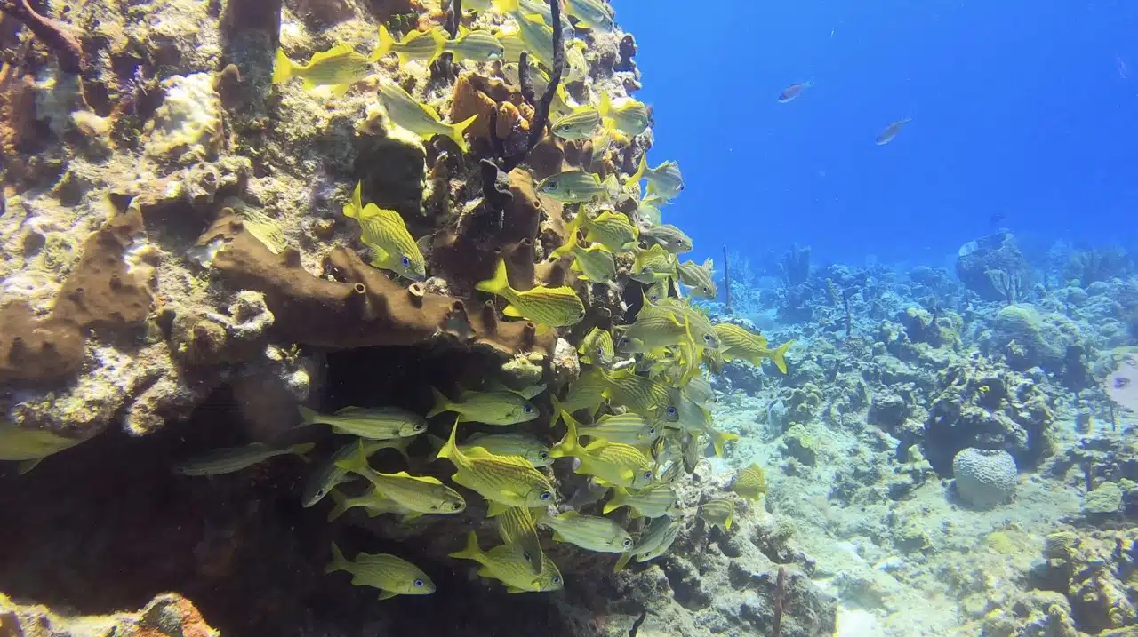 Tour Buceo en Isla Catalina – Hello Caribe Tours