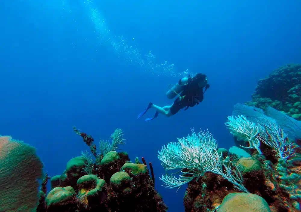 Tour Buceo en Isla Catalina – Hello Caribe Tours